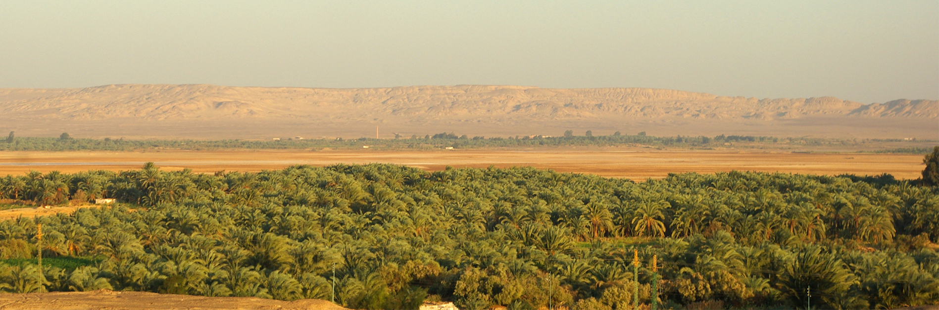 EL-WAHA Company For Dates Industrial – EL-WAHA Company for dates industrial